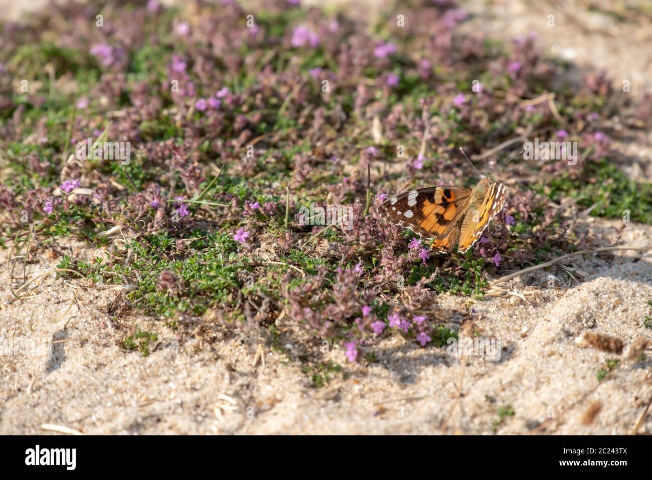Homme papillon Banque de photographies et d’images à haute résolution ...