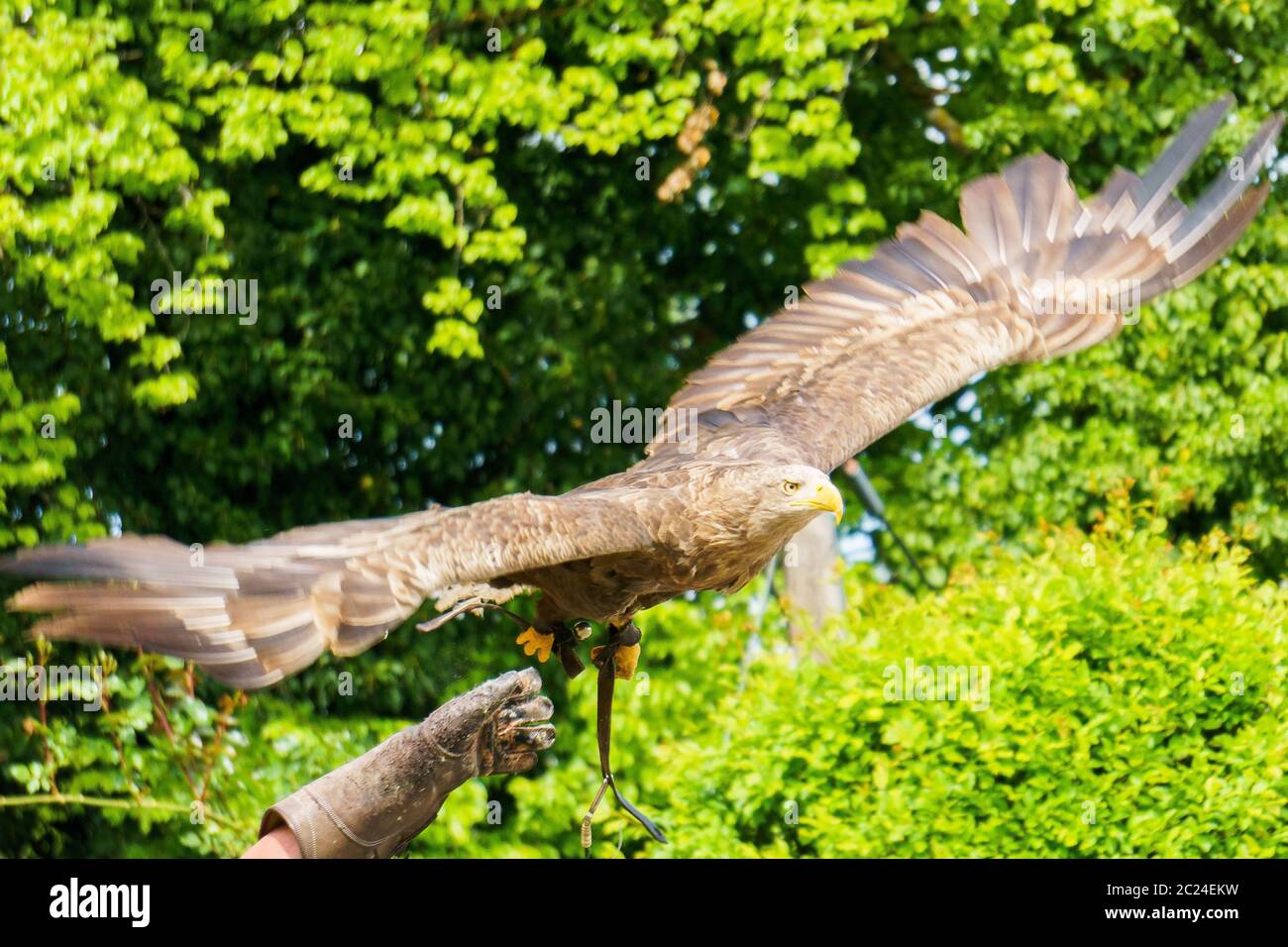 Oiseau qui attrape une proie Banque de photographies et d’images à ...