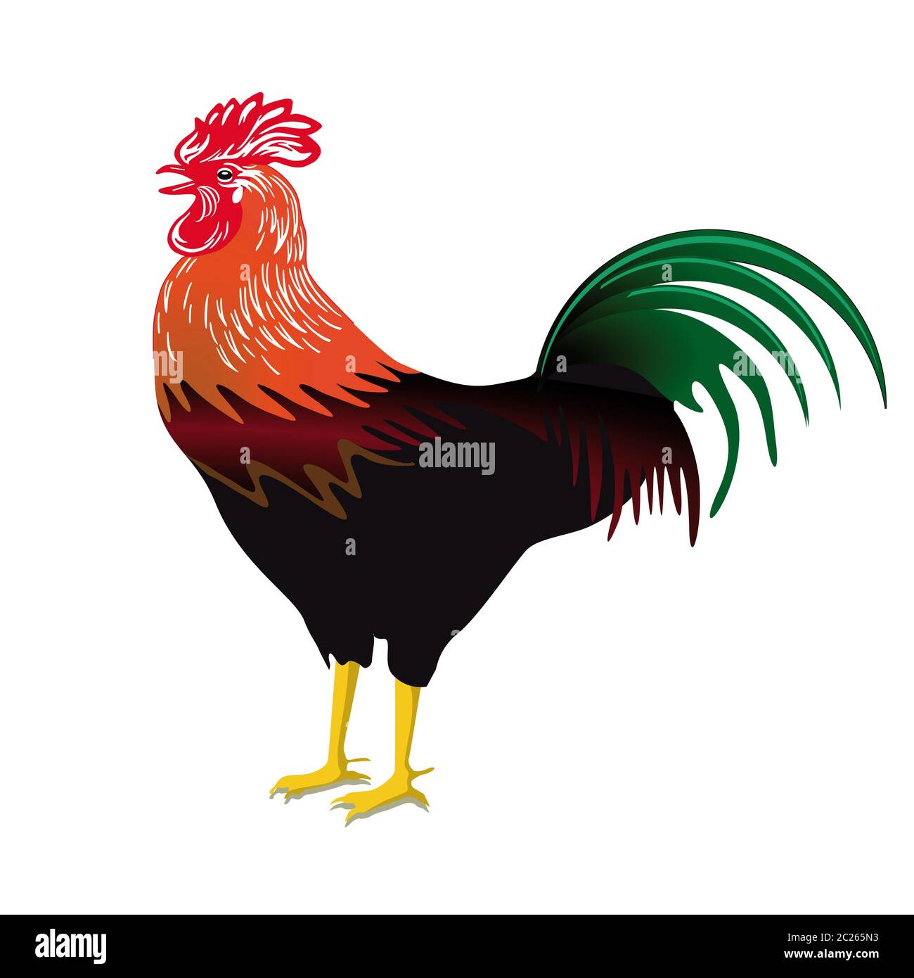 Anatomie de la poule Banque de photographies et d’images à haute ...