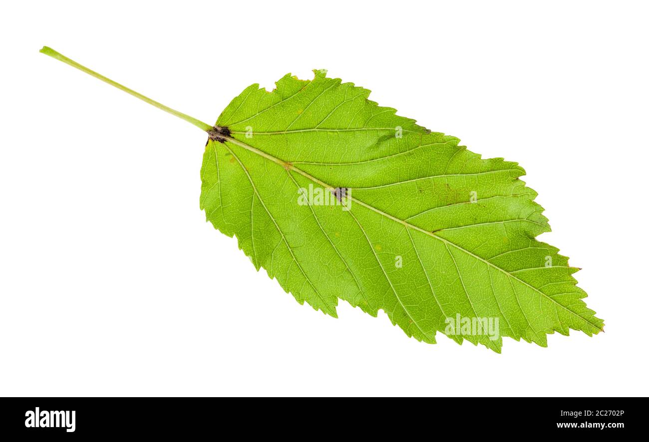 Tatar maple Banque de photographies et d’images à haute résolution - Alamy