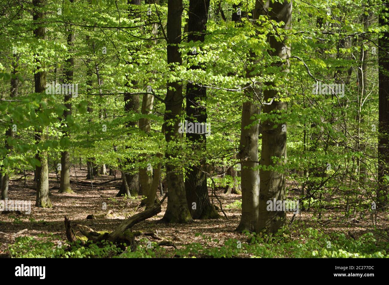 Forêt printemps Banque de photographies et d’images à haute résolution ...