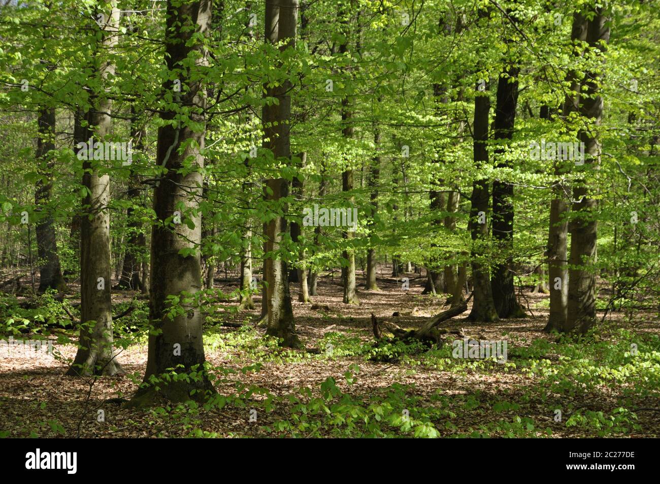 Forêt printemps Banque de photographies et d’images à haute résolution ...
