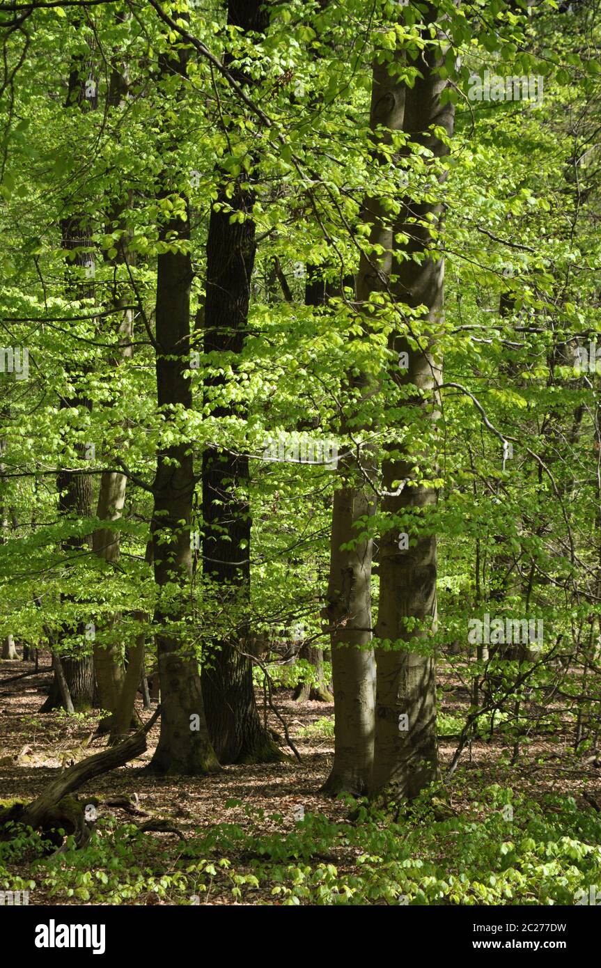Forêt printemps Banque de photographies et d’images à haute résolution ...