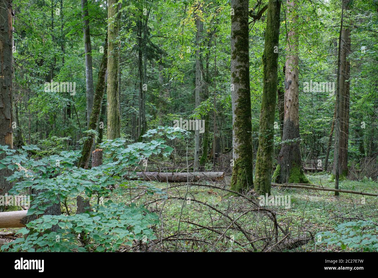 Forêt de feuillus naturel en été avec l'érable et le charme des arbres ...