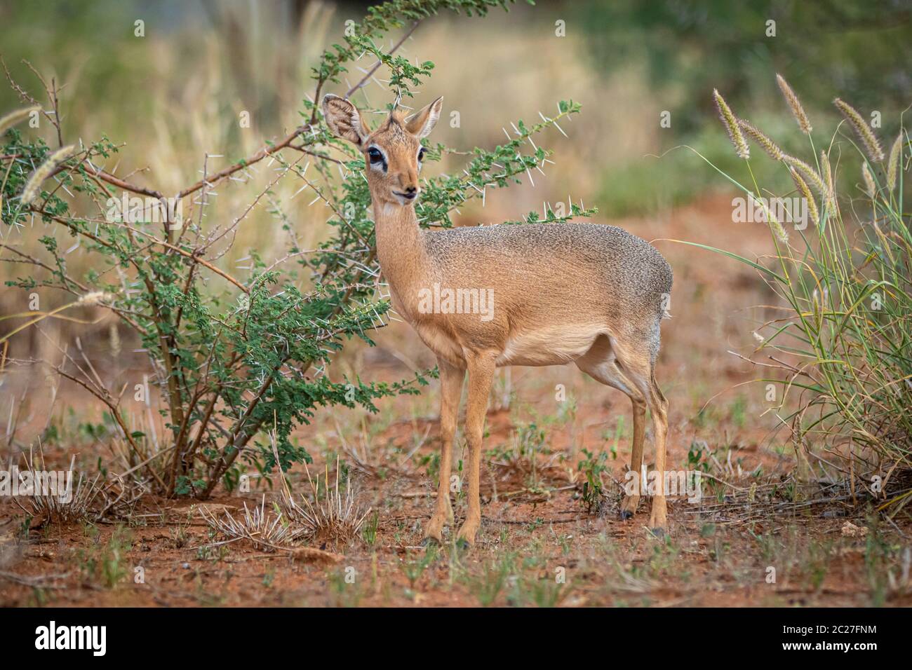 Madoqua kirkii Banque de photographies et d’images à haute résolution ...