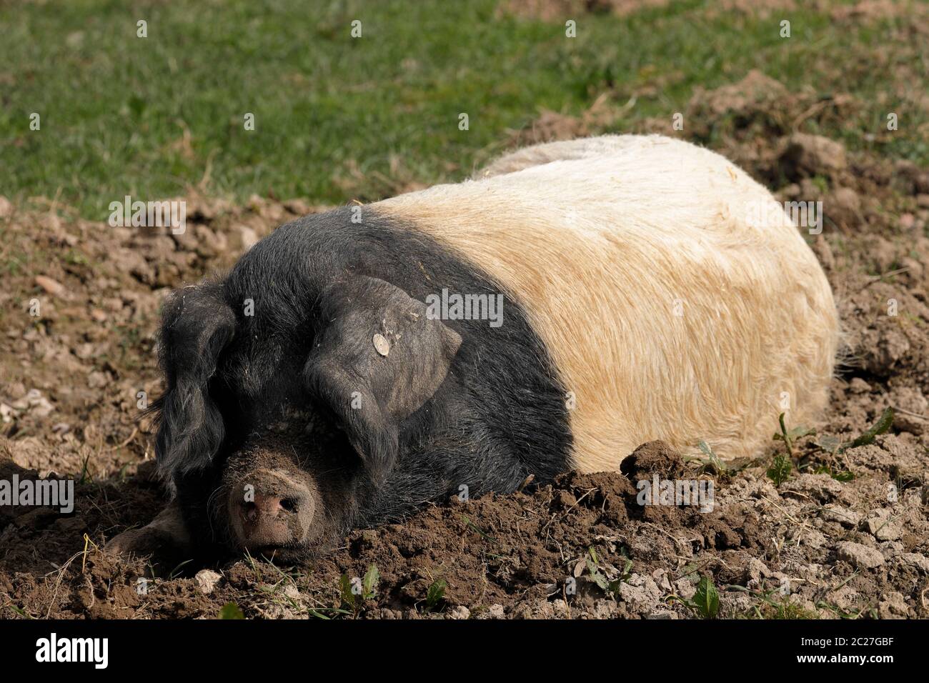 élevage de cochons Banque de photographies et d’images à haute résolution - Alamy