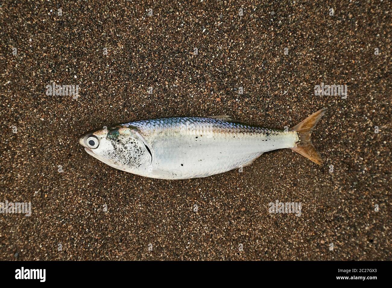 Poissons morts se trouvant sur la plage Banque de photographies et d ...