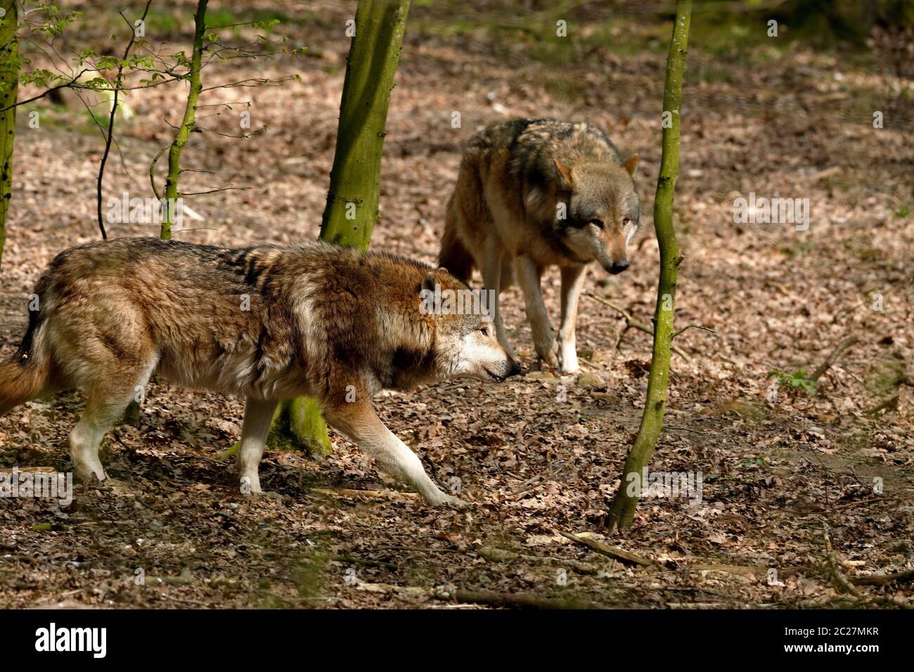 Loup dans la foret Banque de photographies et d’images à haute ...