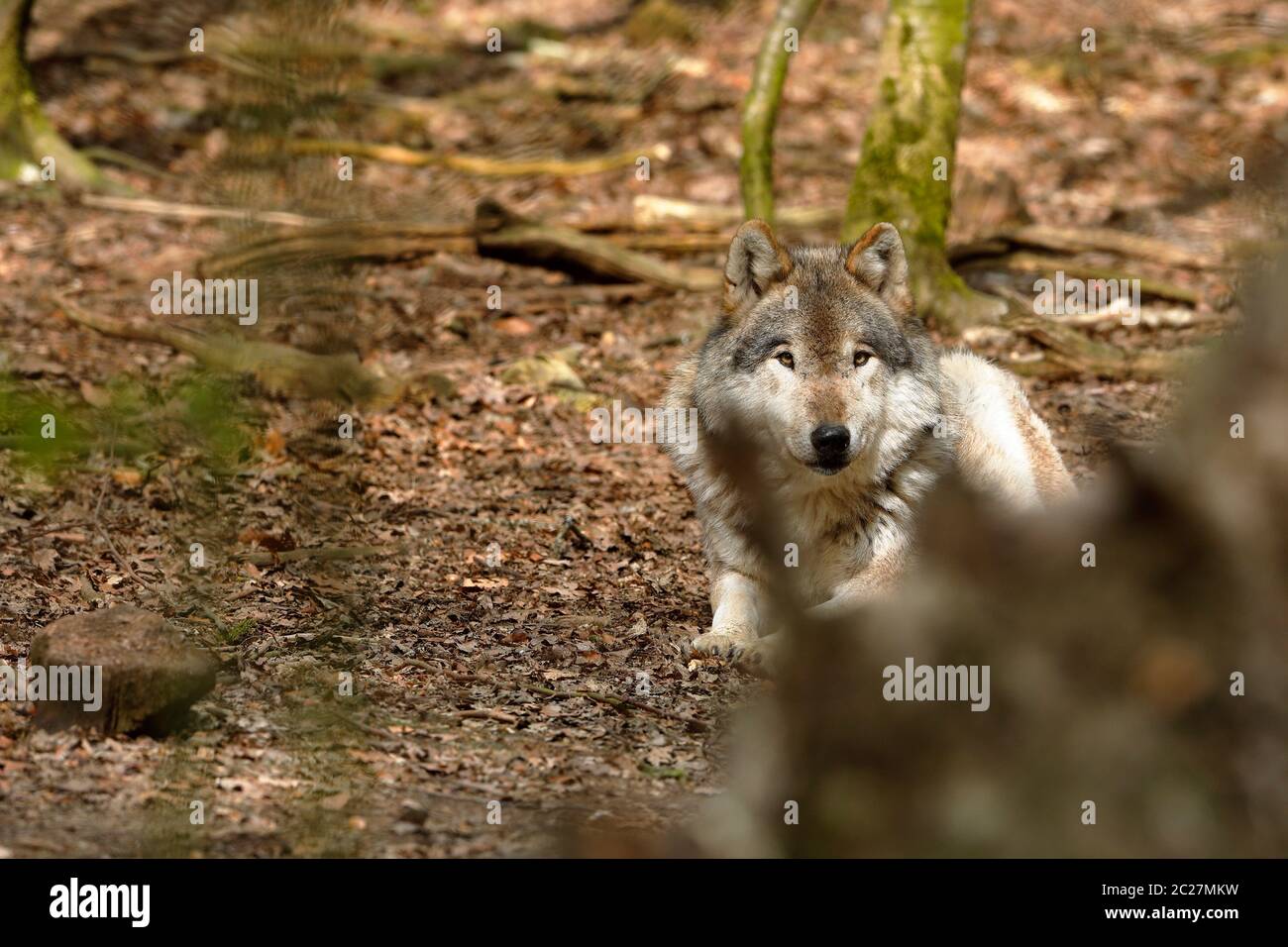Loup dans la foret Banque de photographies et d’images à haute ...