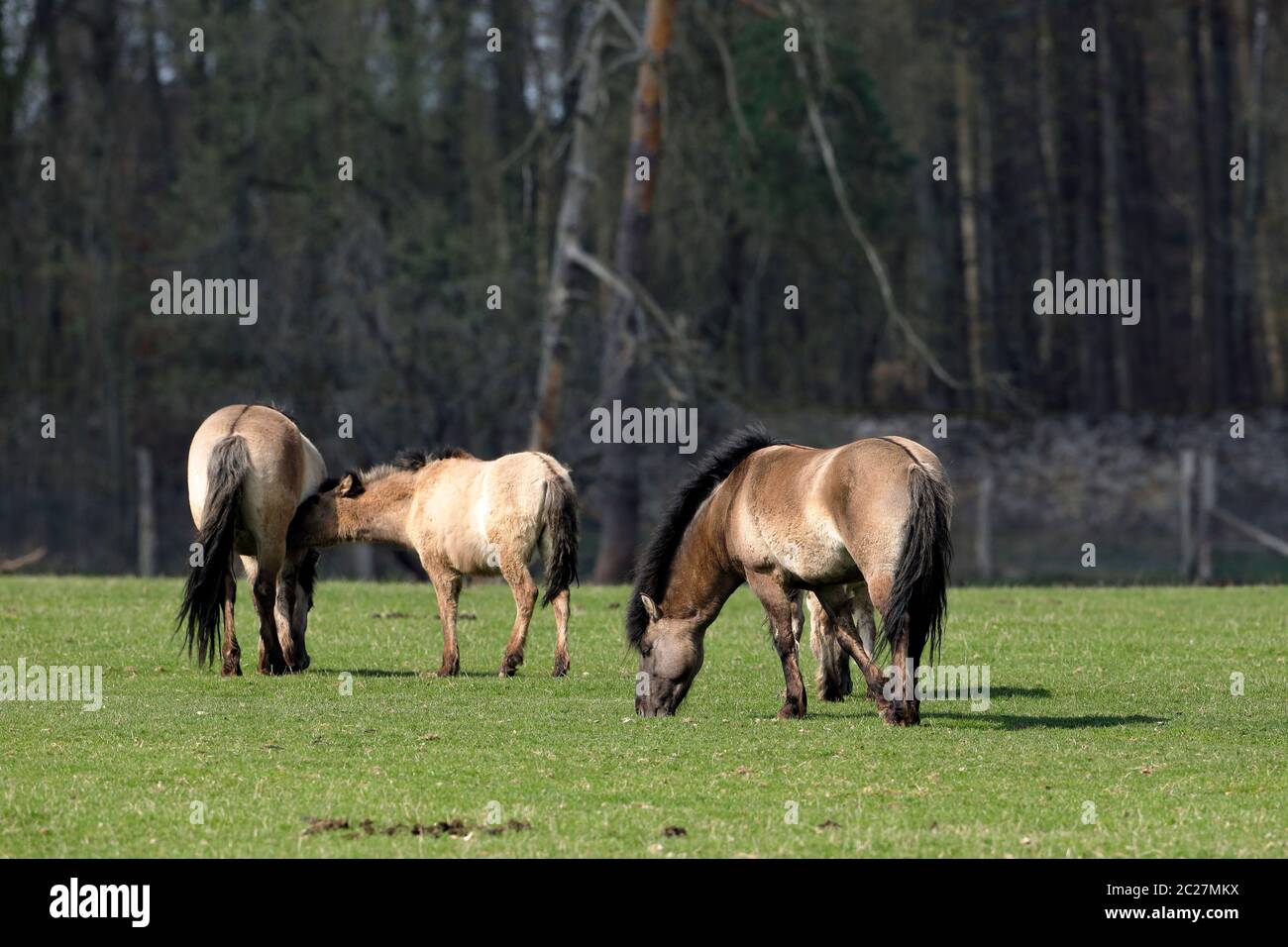 Tarpan de cheval Banque de photographies et d’images à haute résolution ...