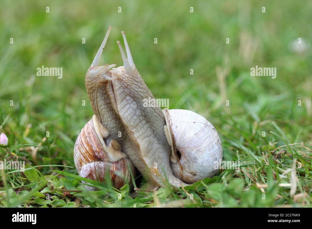 Accouplement de deux escargots Banque de photographies et d’images à ...