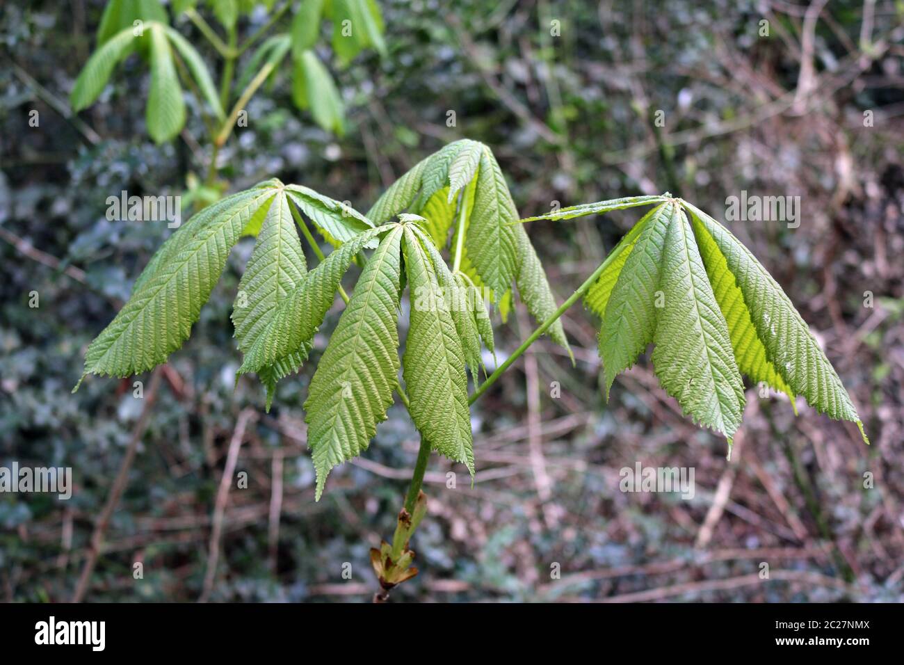 Jeune arbre marronnier Banque de photographies et d’images à haute ...