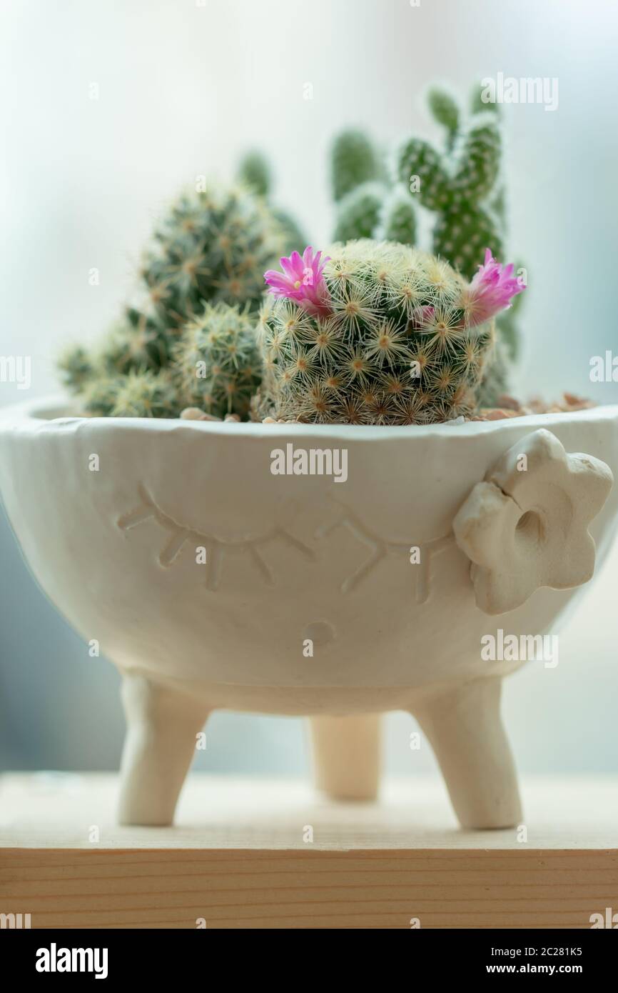 Baby cactus Banque de photographies et d’images à haute résolution - Alamy