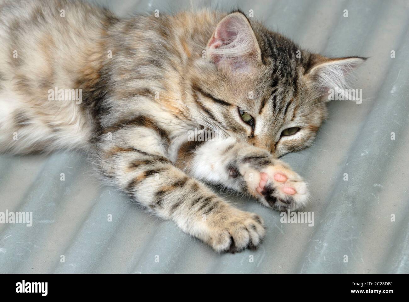 Chat couché Banque de photographies et d’images à haute résolution - Alamy