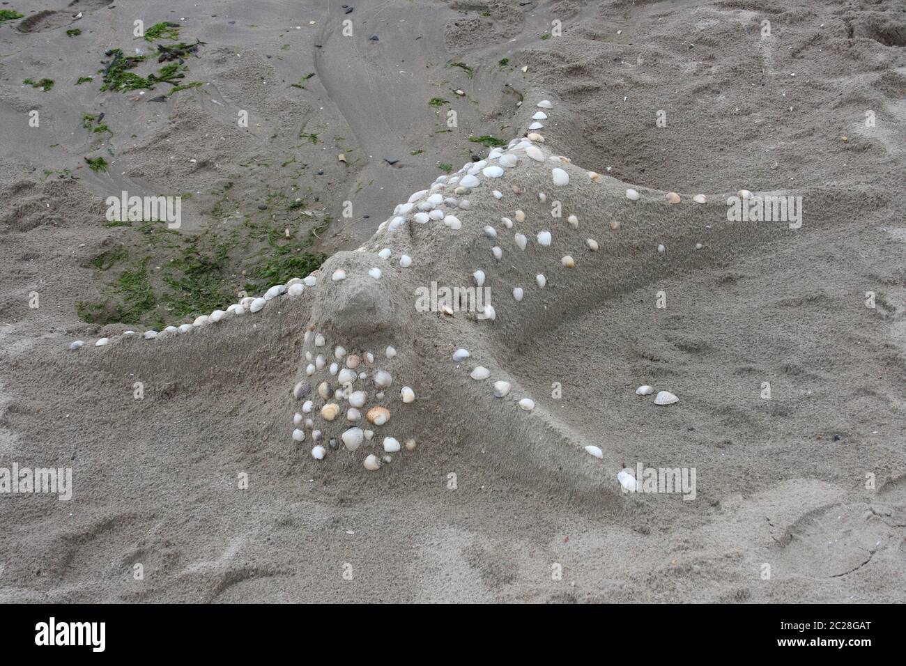 Phoque commun ou phoque commun phoca vitulina Banque de photographies ...