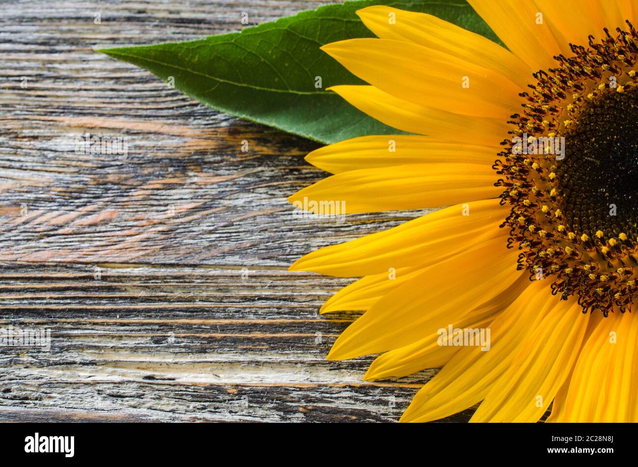 Planche botanique tournesol Banque de photographies et d’images à haute ...