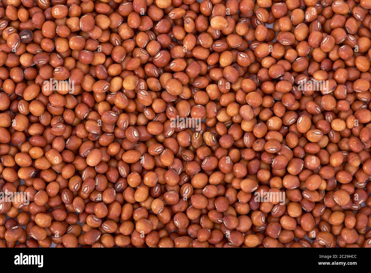 Cajanus cajan Banque de photographies et d’images à haute résolution ...