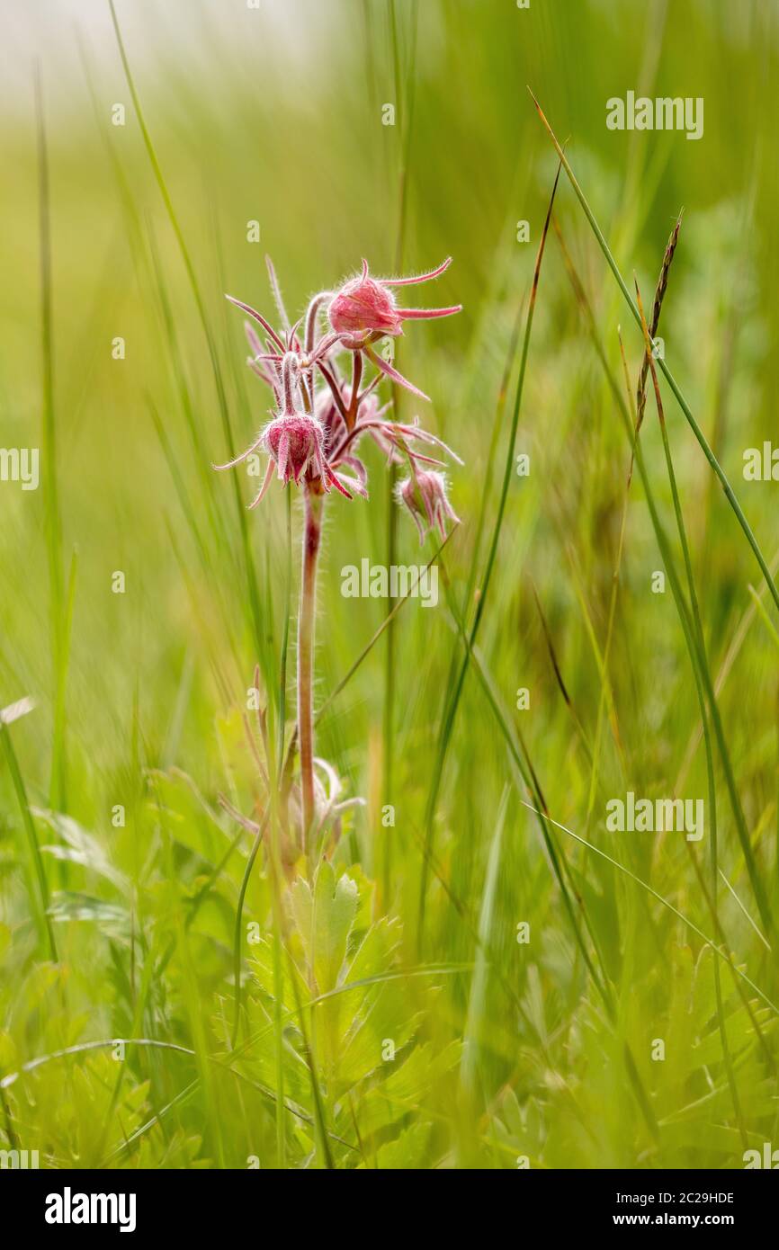 Banff national park flowers Banque de photographies et d’images à haute ...