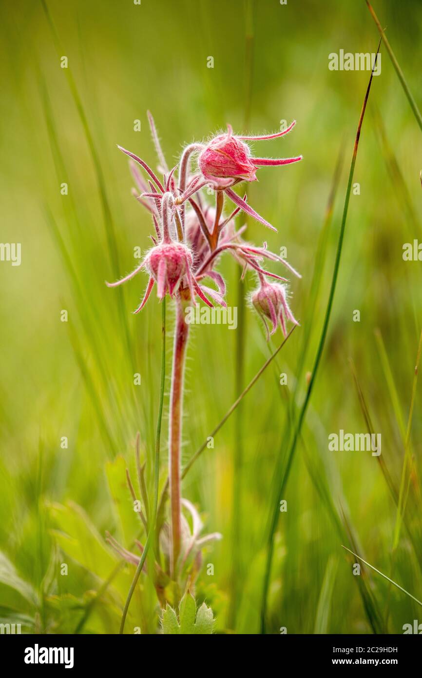 Banff national park flowers Banque de photographies et d’images à haute ...