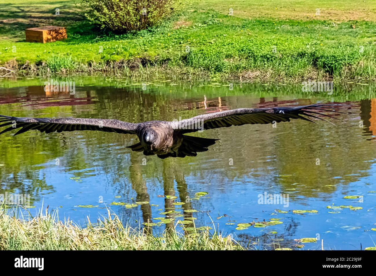 Condor volant Banque de photographies et d’images à haute résolution ...
