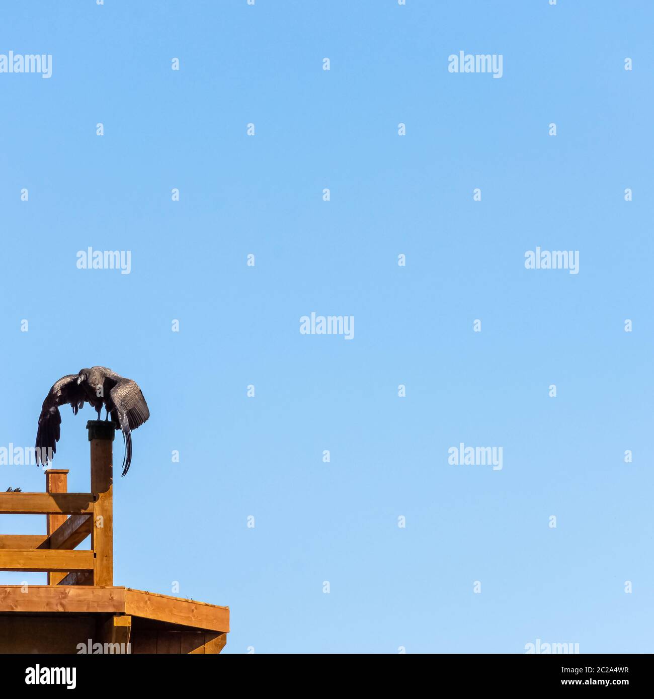 Flore andine Banque de photographies et d’images à haute résolution - Alamy