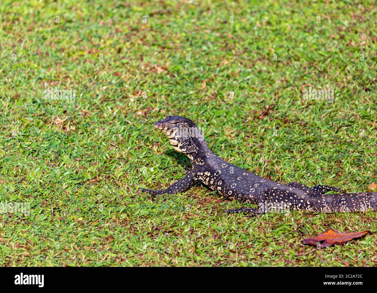 Monitor lizard bali Banque de photographies et d’images à haute ...