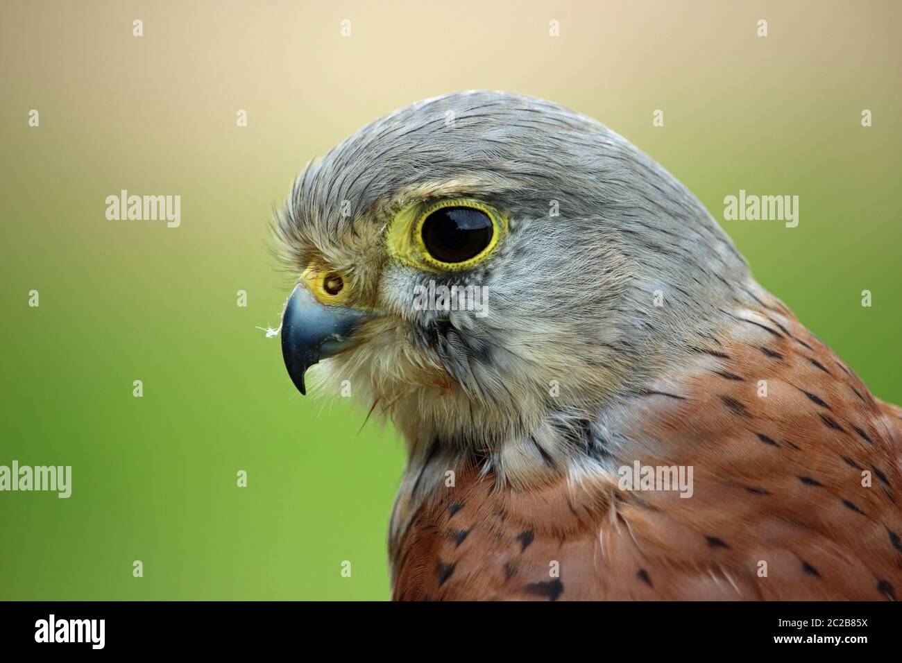 Tête et les épaules d'un faucon crécerelle (Falco tinnunculus) orienté ...