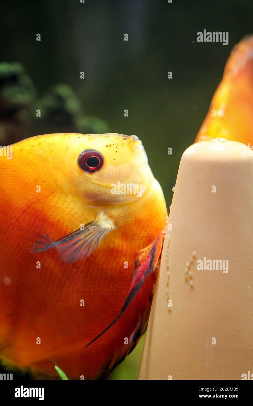 Poissons discus Banque de photographies et d’images à haute résolution ...