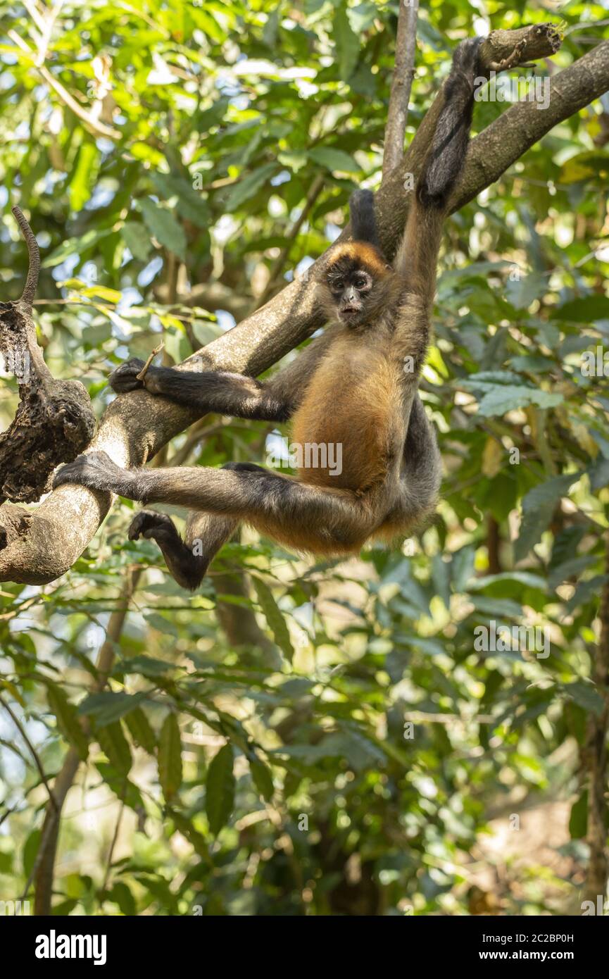 Central american spider monkey Banque de photographies et d’images à ...
