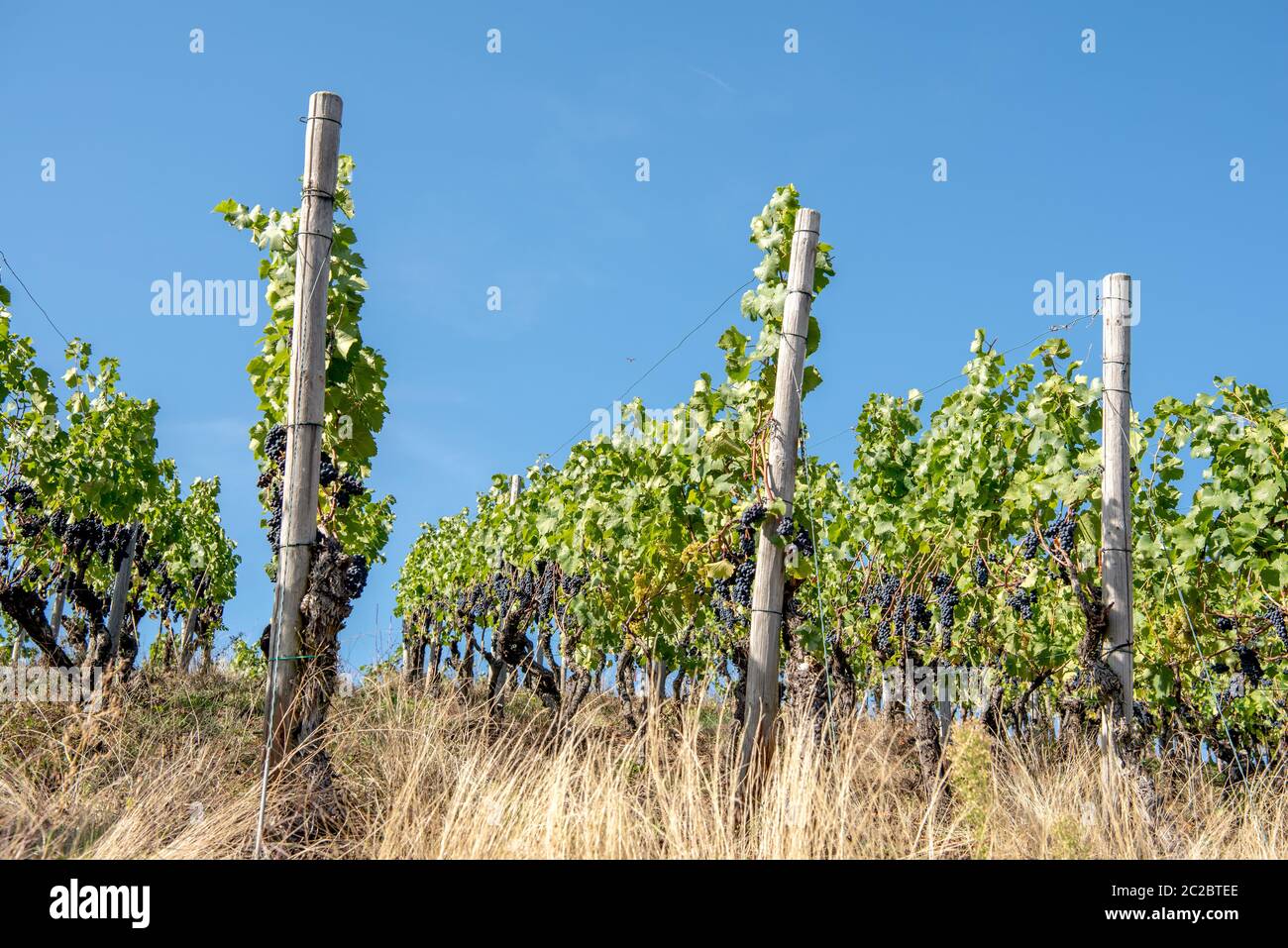 Wine growing region Banque de photographies et d’images à haute ...