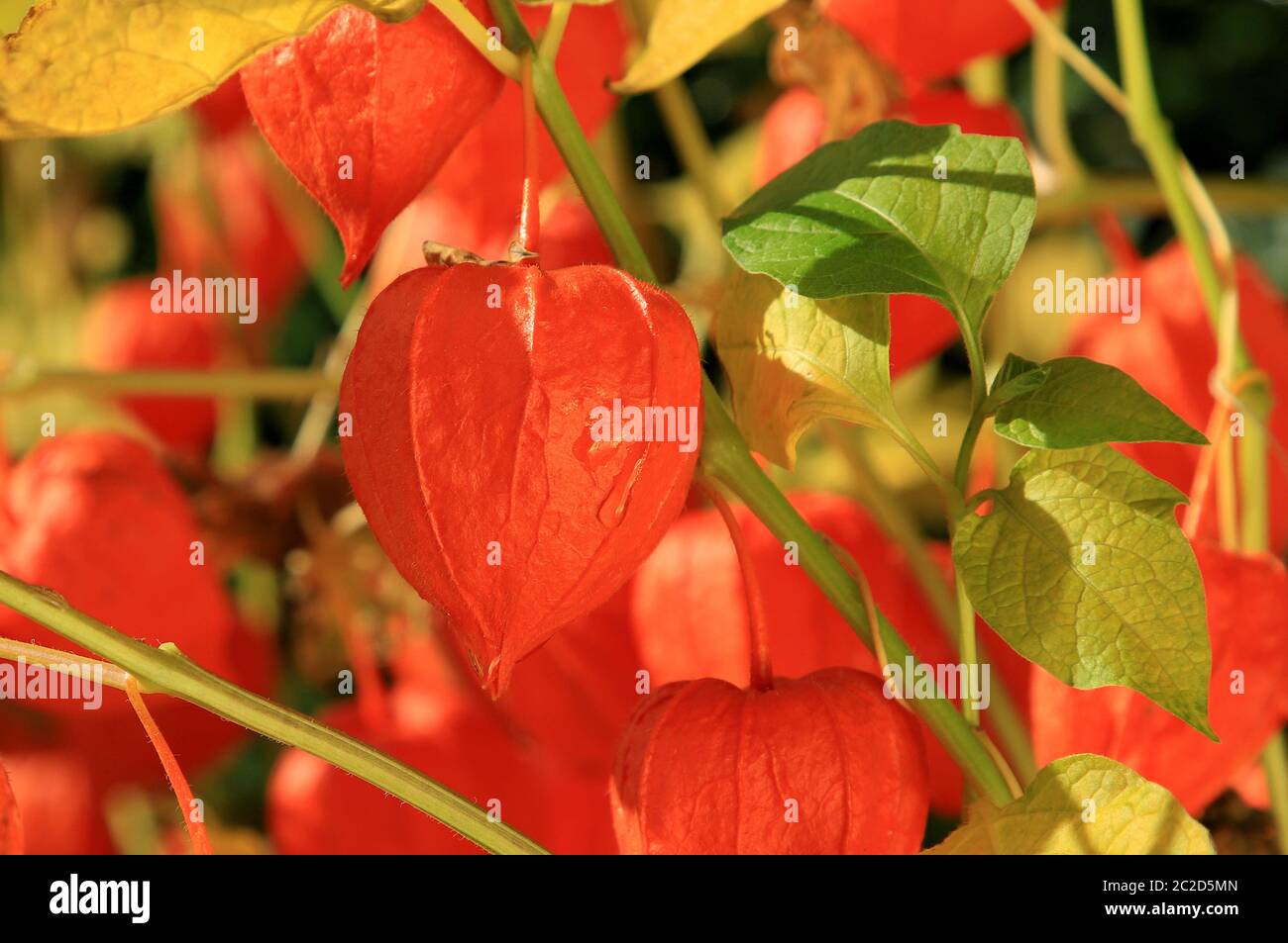 Capsule fruit Banque de photographies et d’images à haute résolution ...