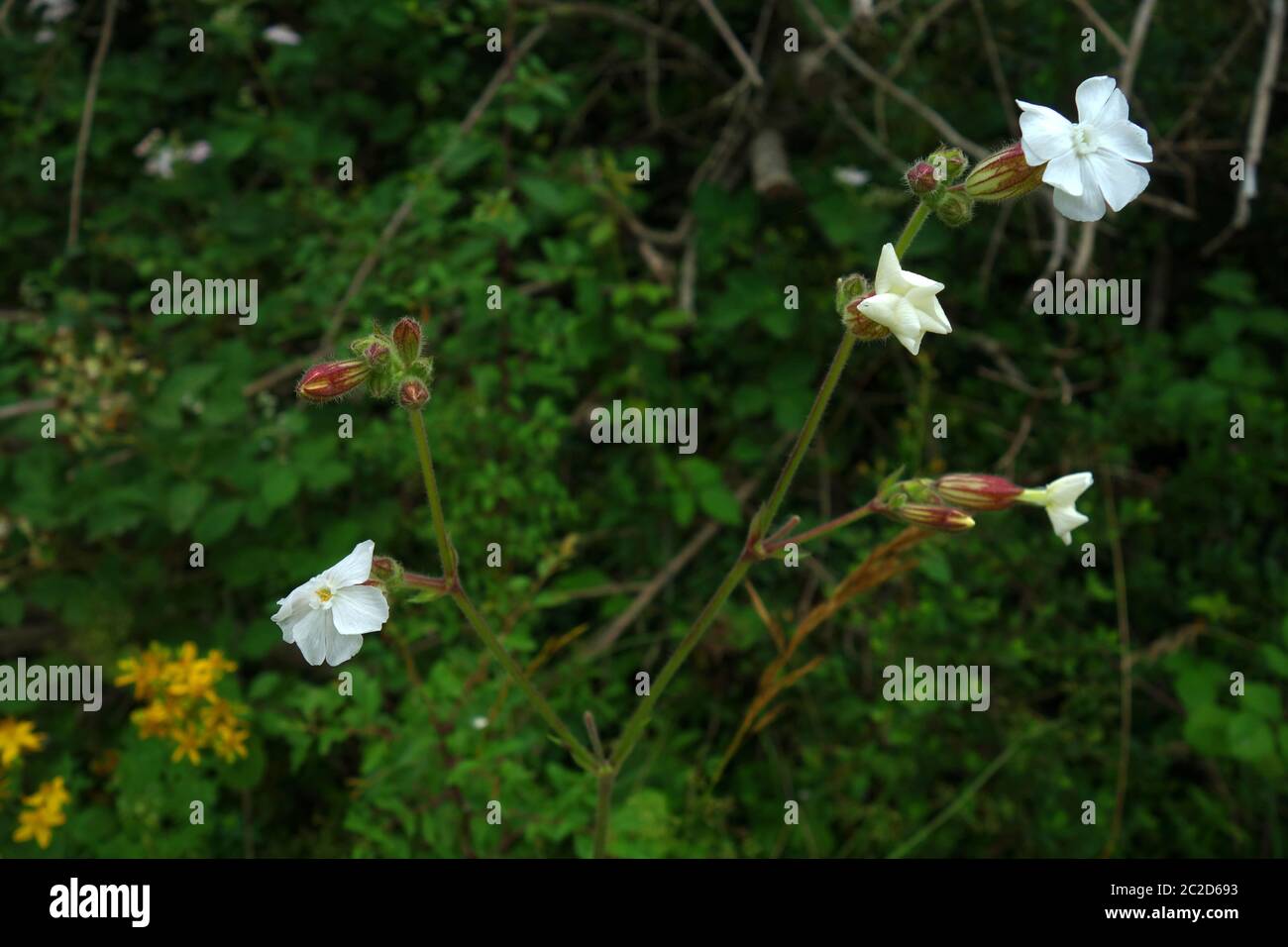 Common white jasmine jasminum officinale Banque de photographies et d ...