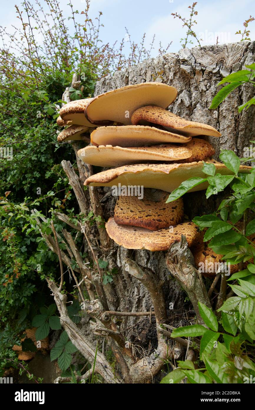 Le champignon de la parenthèse (Ganoderma applanatum) également connu ...