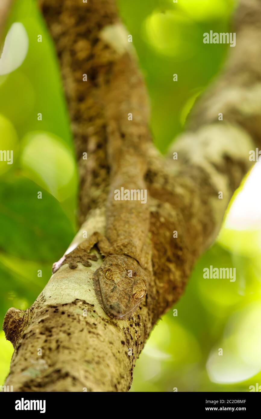 Gecko à queue géante Banque de photographies et d’images à haute ...