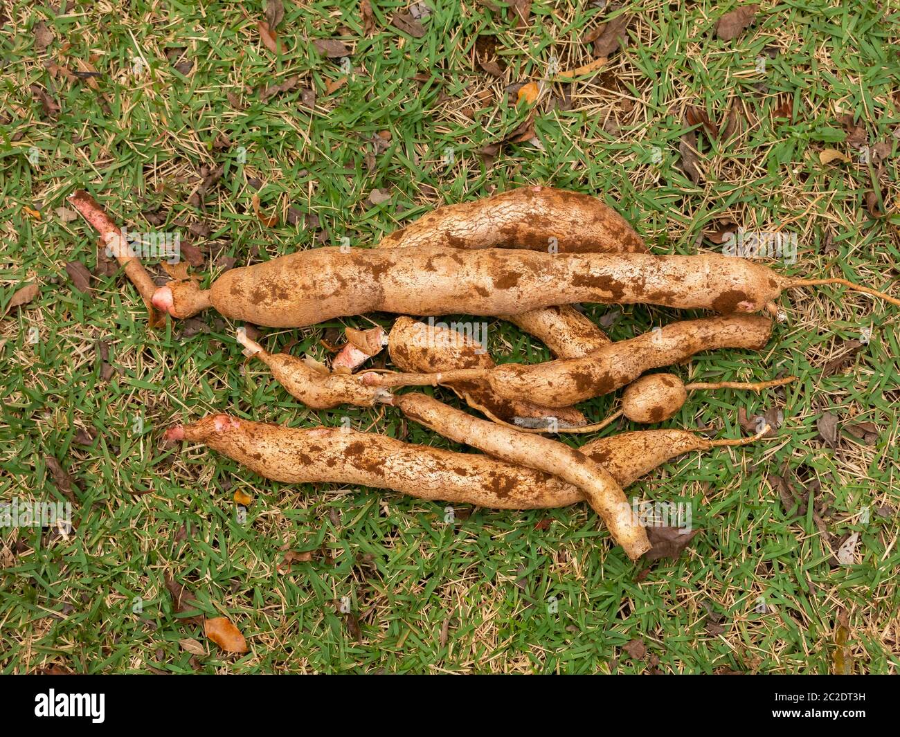 Racine tubéreuse Banque de photographies et d’images à haute résolution ...