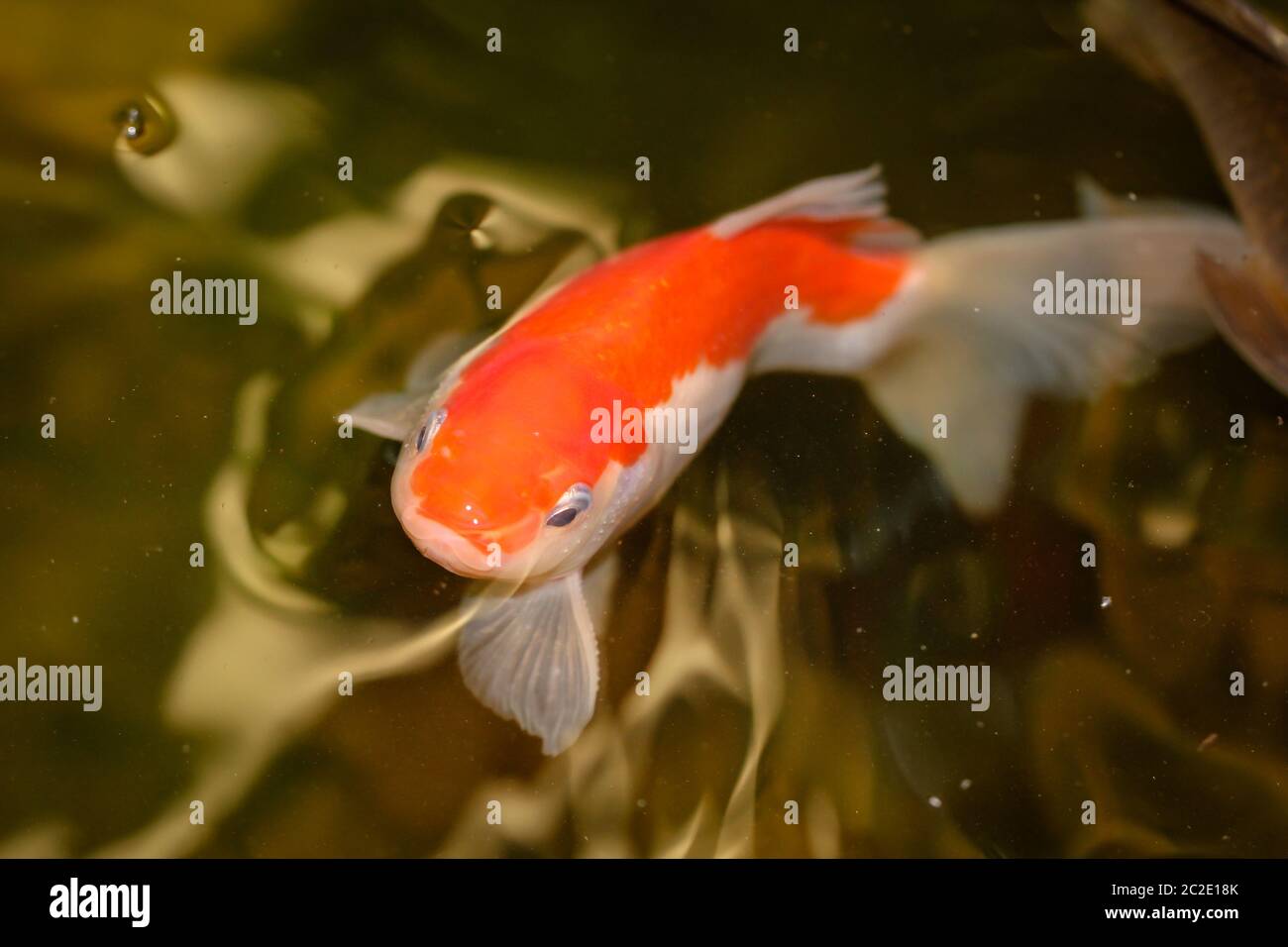 Poisson rouge eau sale Banque de photographies et d’images à haute ...