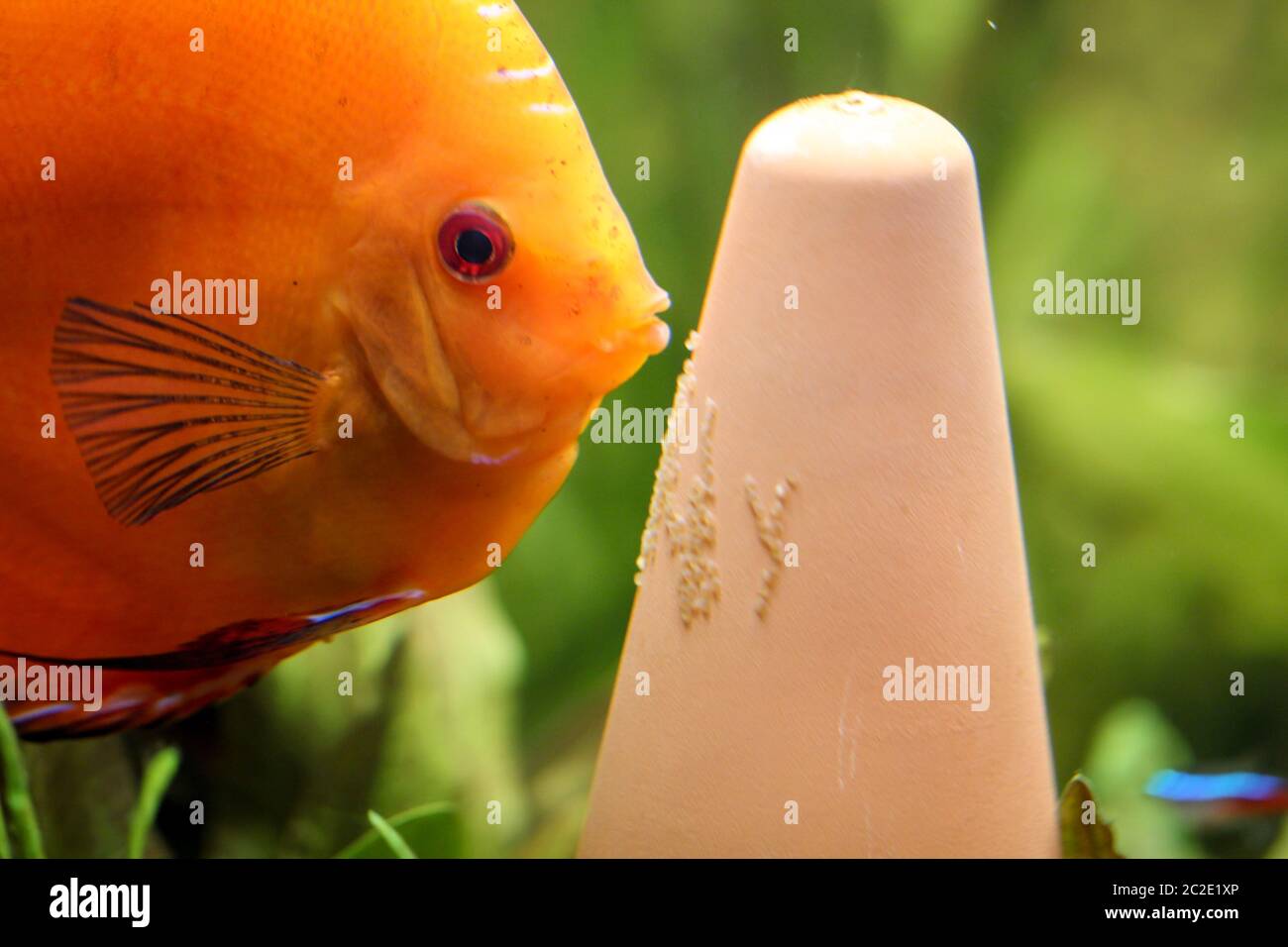 Discus rouge et blanc Banque de photographies et d’images à haute ...
