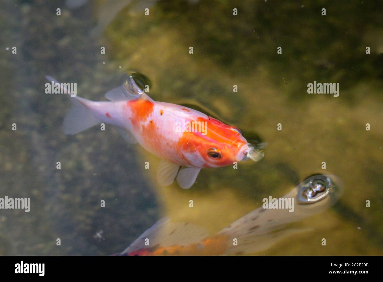 Poisson rouge eau sale Banque de photographies et d’images à haute ...