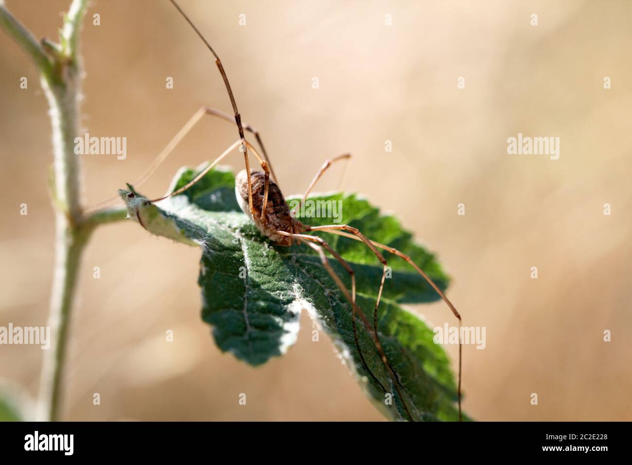 une araignée est un animal très utile, se cachant souvent dans les ...
