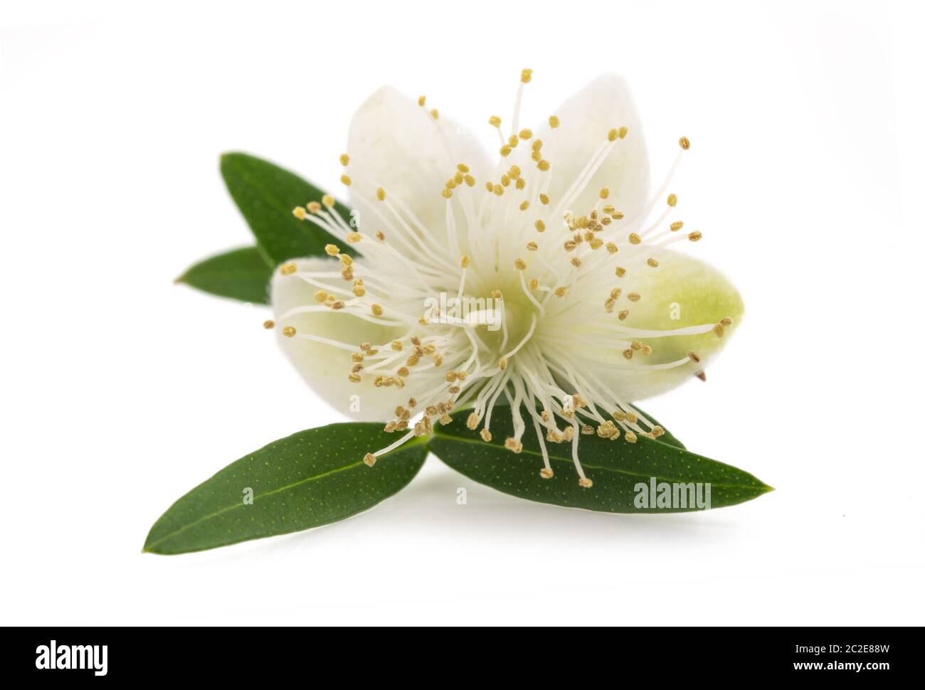 Myrte fleurs myrtus communis Banque de photographies et d’images à ...