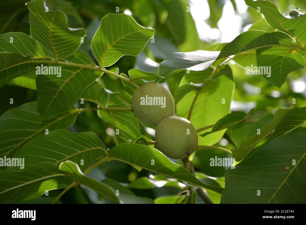 Noyer commun Banque de photographies et d’images à haute résolution - Alamy