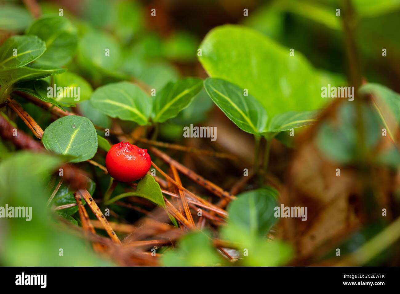 Plante verte et feuilles rouges Banque de photographies et d’images à ...