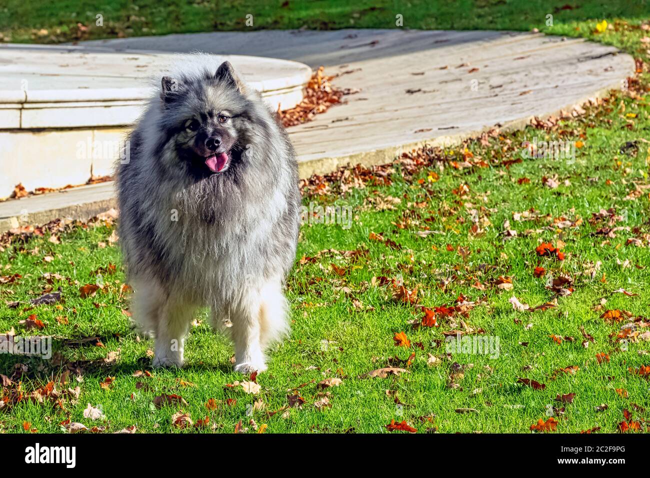Keeshond dog face Banque de photographies et d’images à haute ...