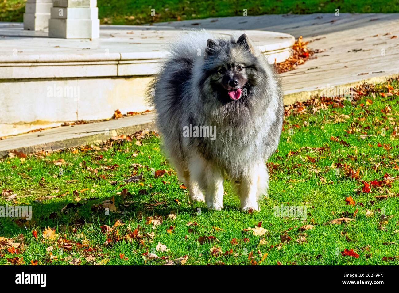 Keeshond dog face Banque de photographies et d’images à haute ...