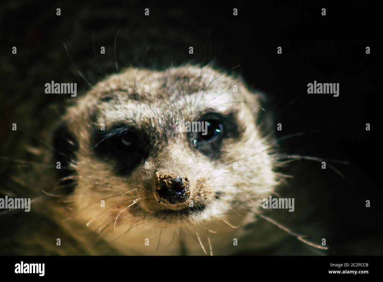 Vue sur le meerkat ou le suricate, une petite monoie trouvée en Afrique ...
