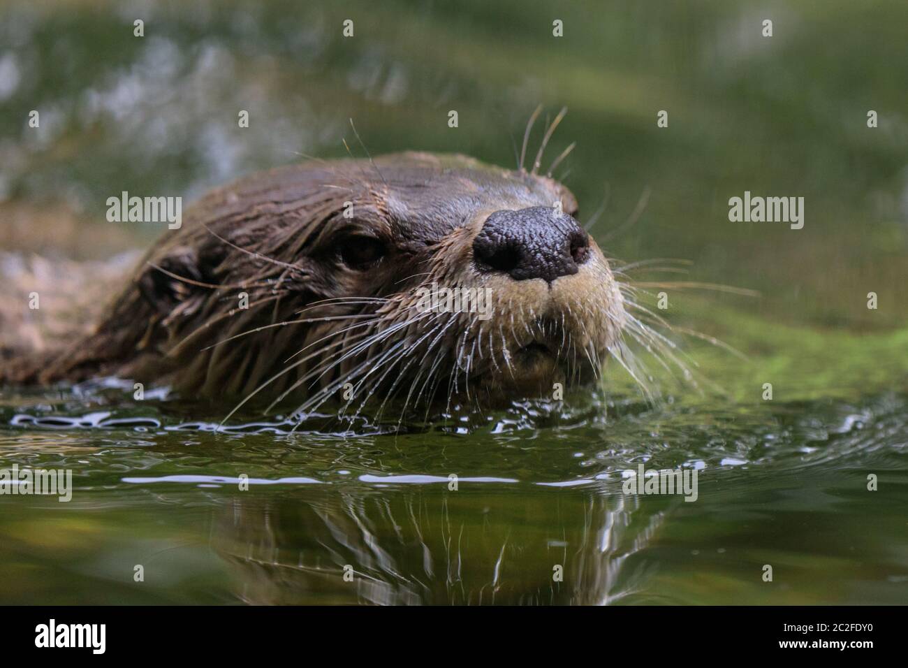La loutre canadienne, également appelée loutre de rivière nord ...