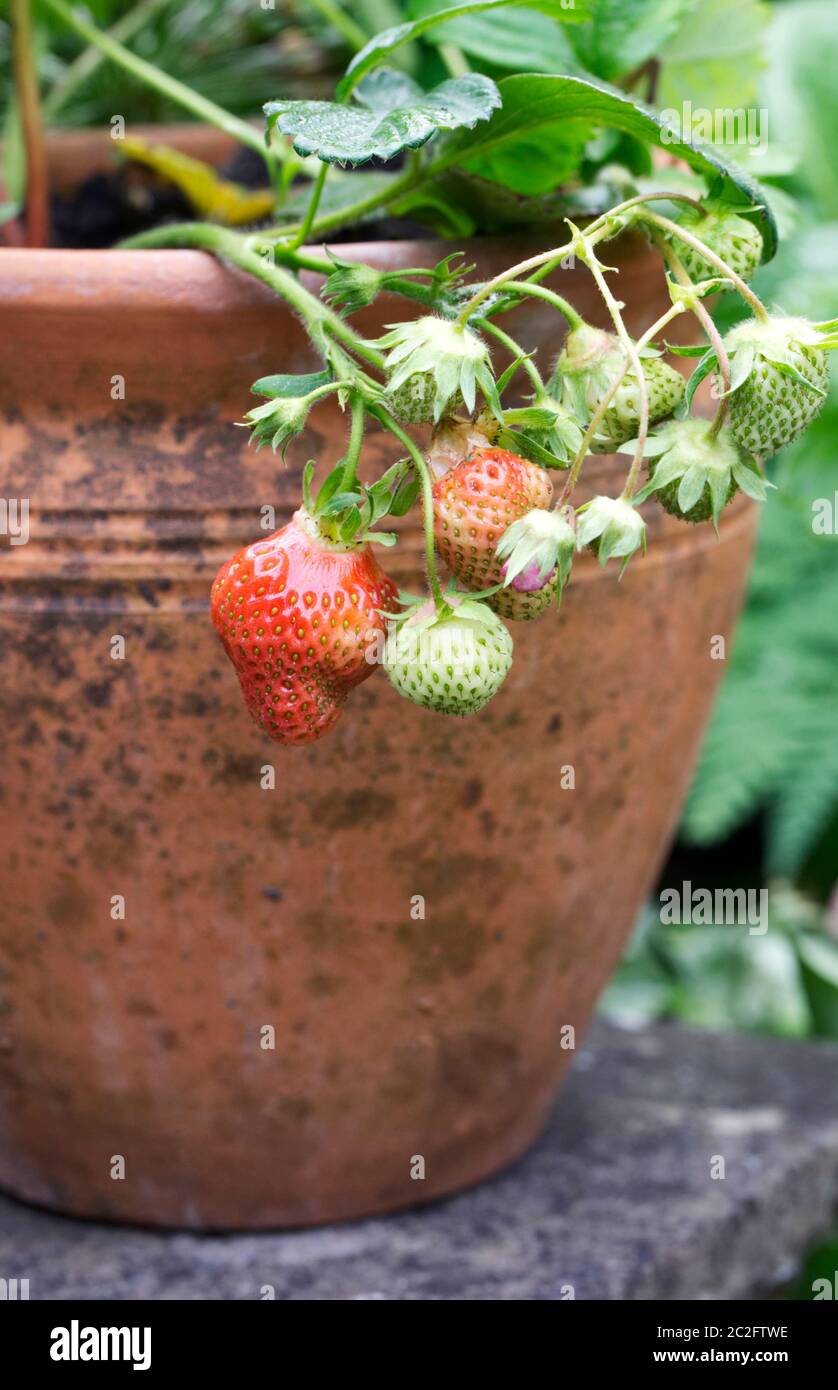 Fraises de plus en plus dans le jardin Banque de photographies et d ...