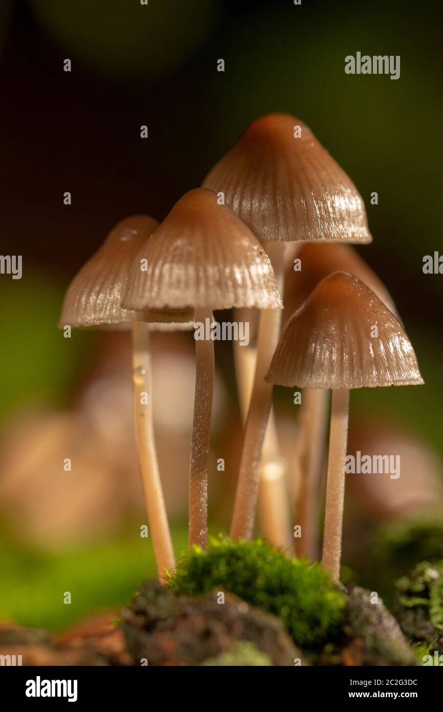 Mortelle galerina Banque de photographies et d’images à haute ...
