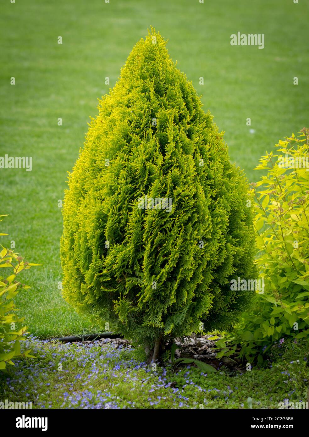 Haie de thuya plicata Banque de photographies et d’images à haute ...