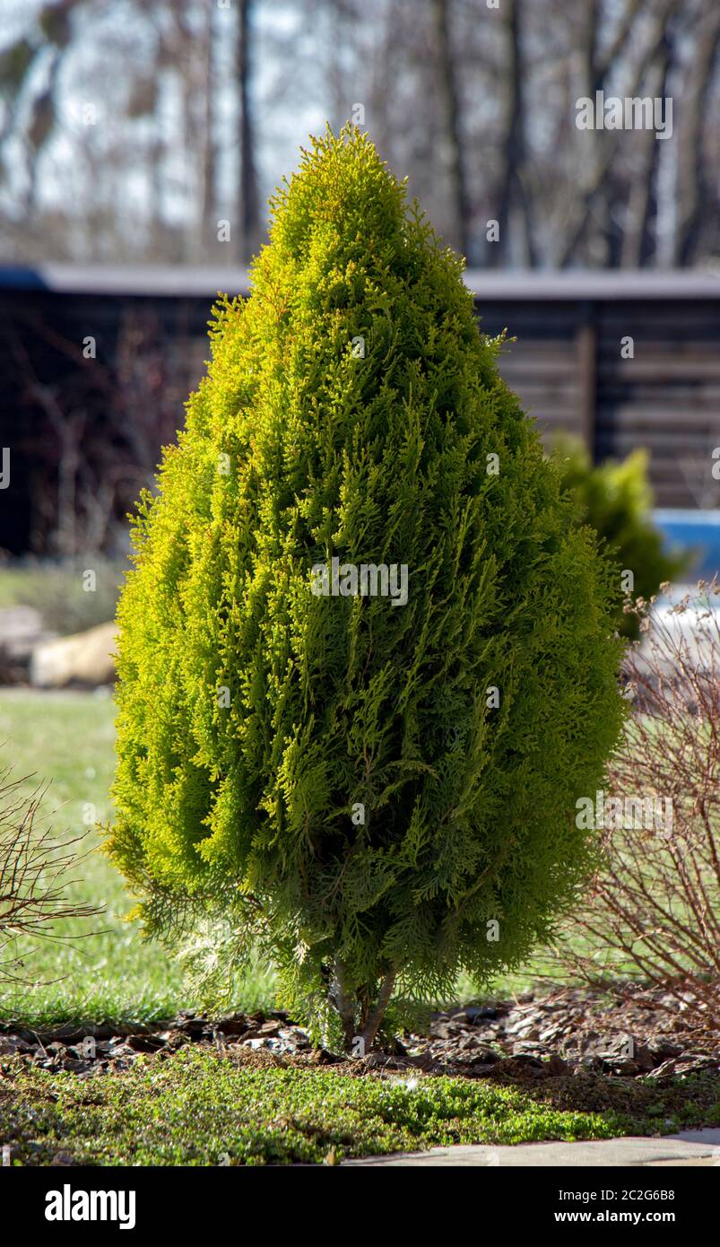 Haie de thuya plicata Banque de photographies et d’images à haute ...